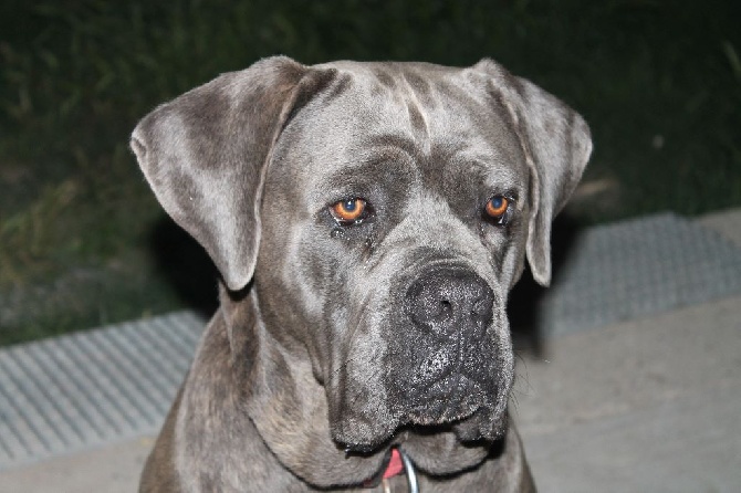 Accueil - Elevage Les Joyaux de la Vallee - eleveur de chiens Cane Corso